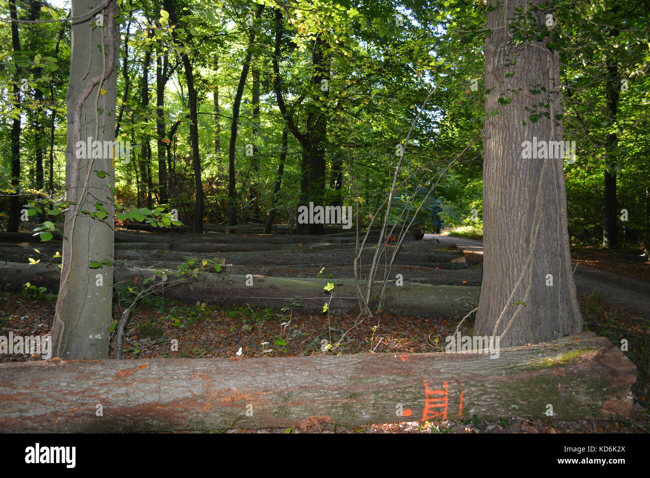 Autumn logging tree felling showing cut down trees logs lying on the ...