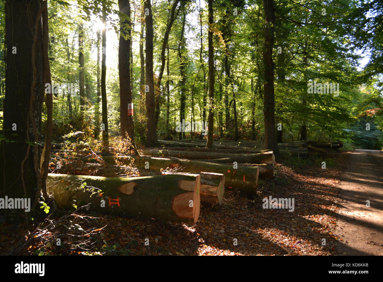Autumn logging tree felling showing cut down trees logs lying on the ...