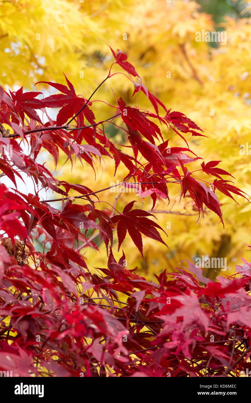 Acer palmatum atropurpureum tree hi-res stock photography and images ...