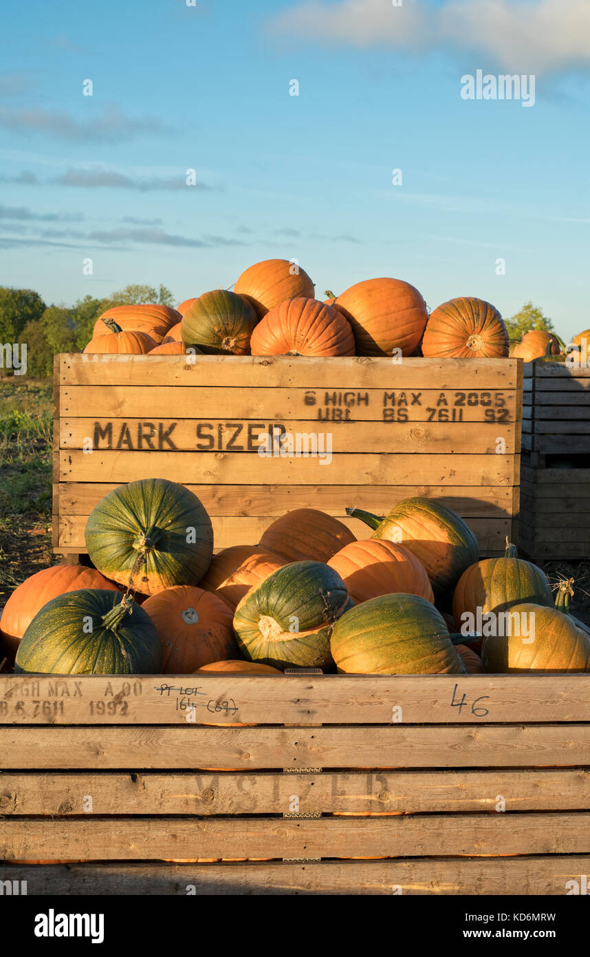 Harvested pumpkins in wooden crates in a farmers field. Warwickshire ...