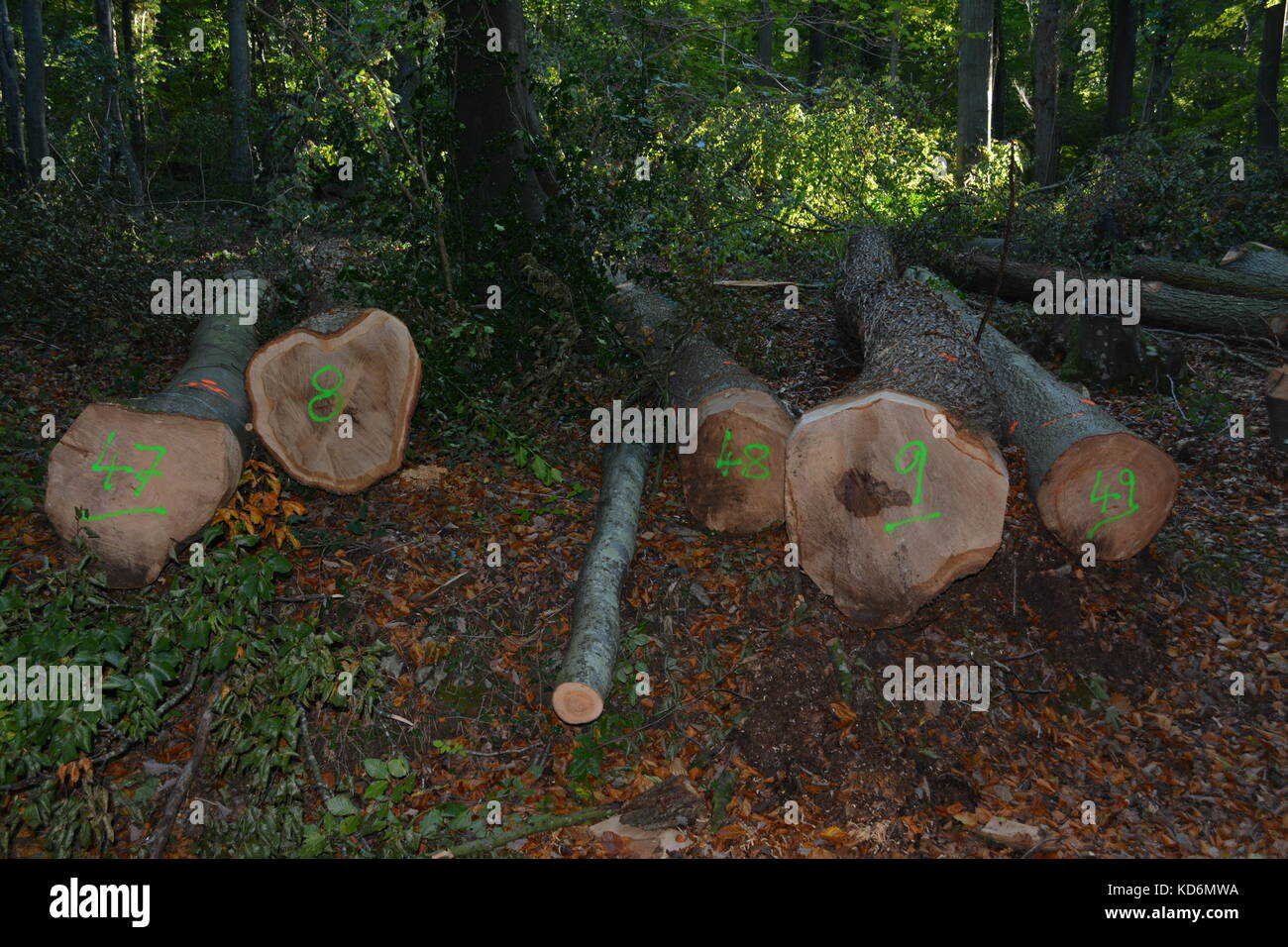 Tree thinning hi-res stock photography and images - Alamy