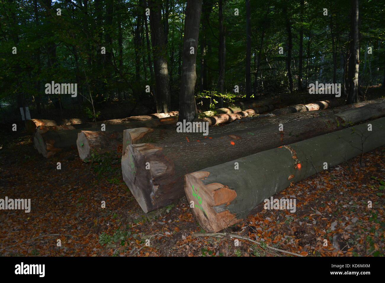 Autumn logging tree felling showing cut down trees logs lying on the ...