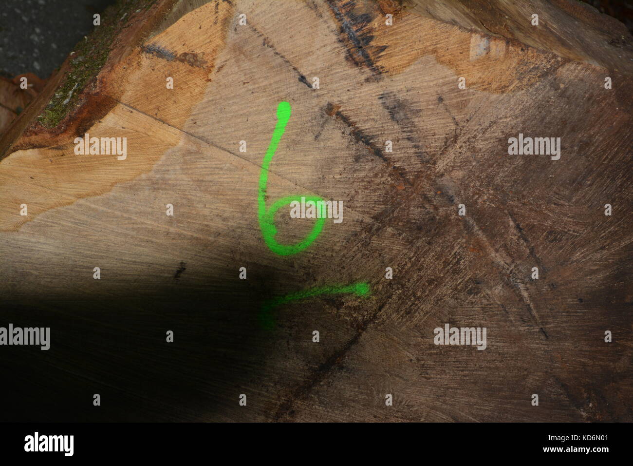 Autumn logging tree felling showing cut down trees logs lying on the ...
