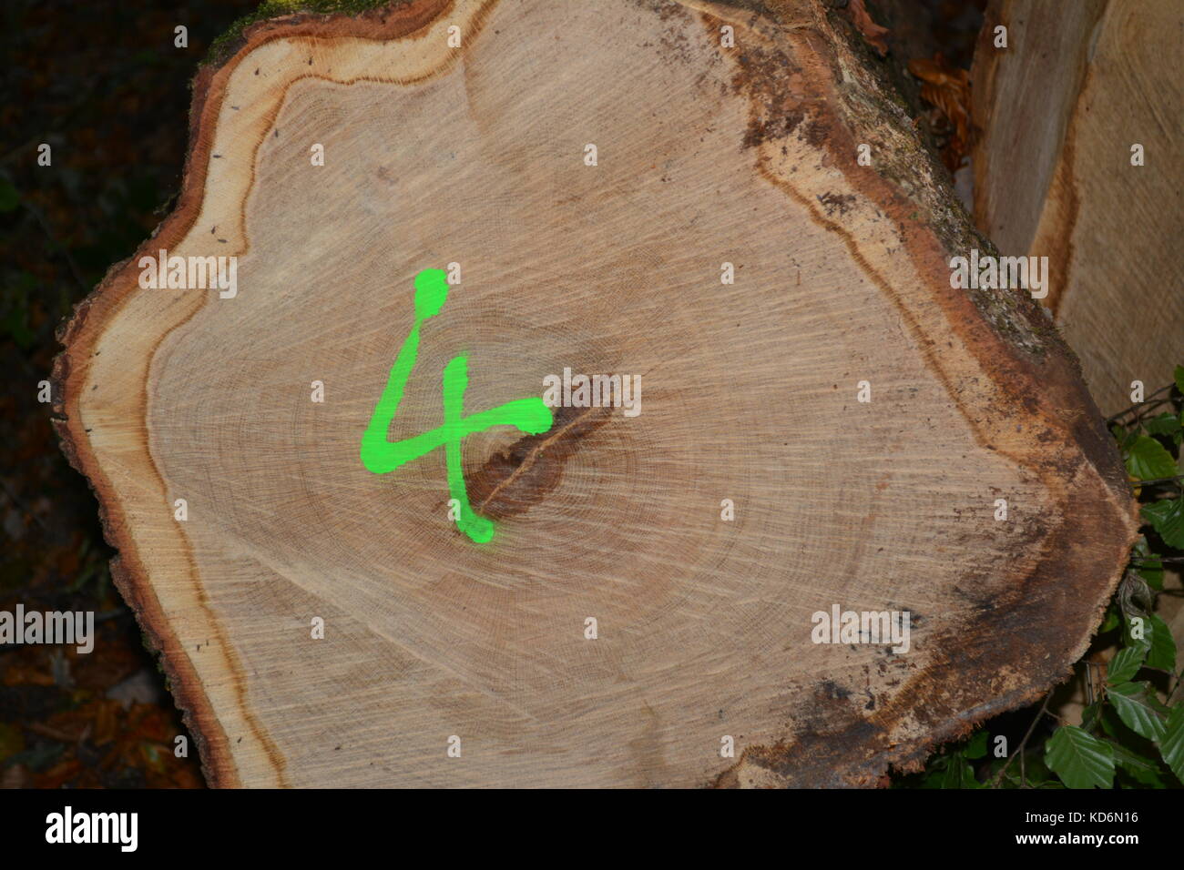 Autumn logging tree felling showing cut down trees logs lying on the ...