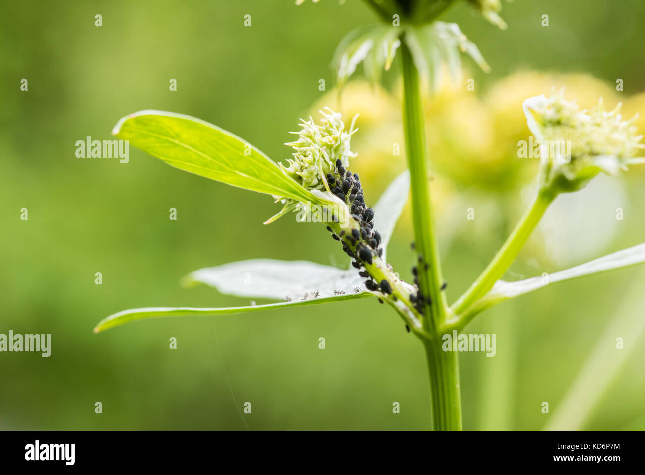 Colony of blackfly insects on green plants Stock Photo - Alamy