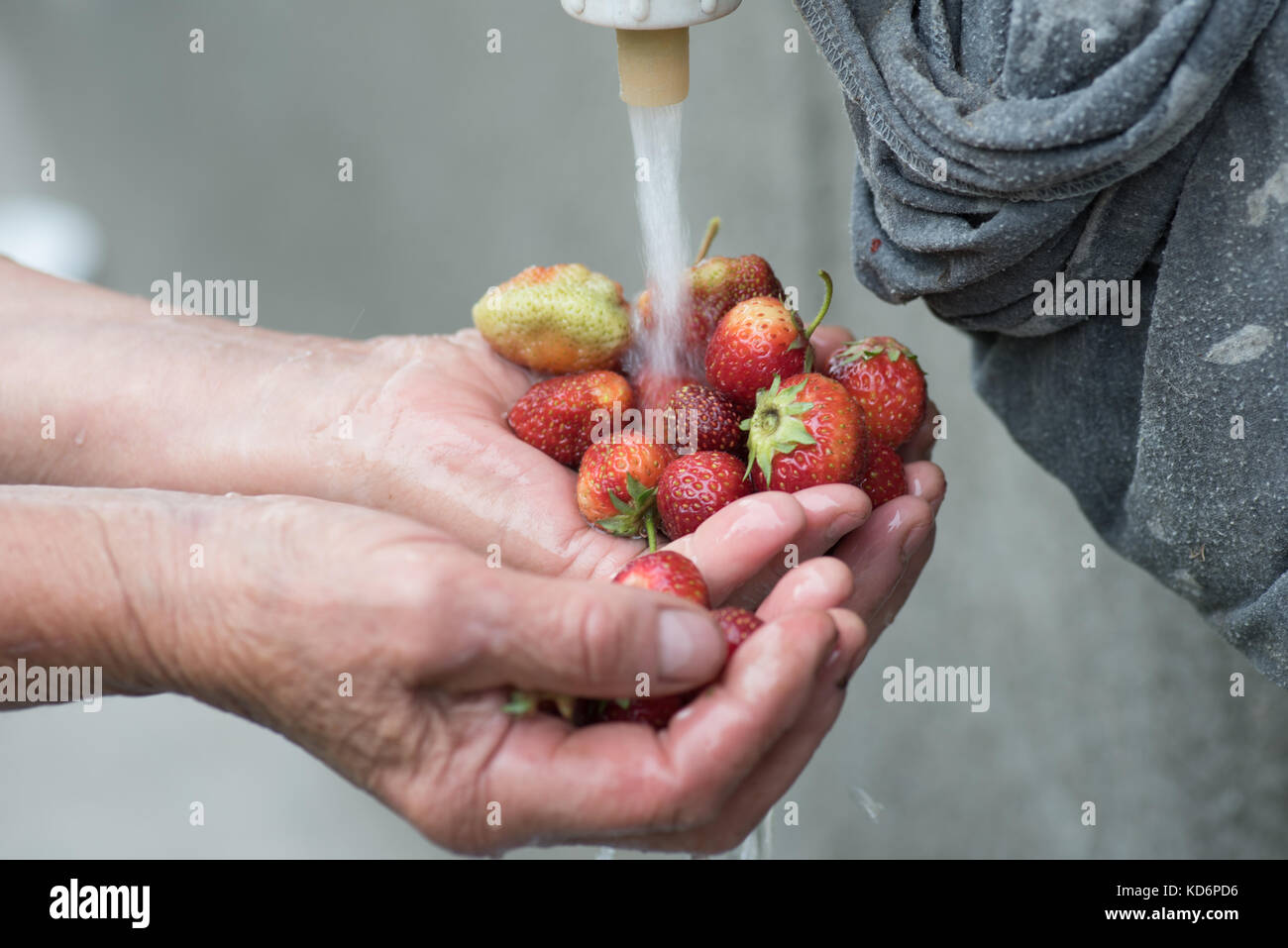 Someone washing strawberries holding them in both hands Stock Photo - Alamy