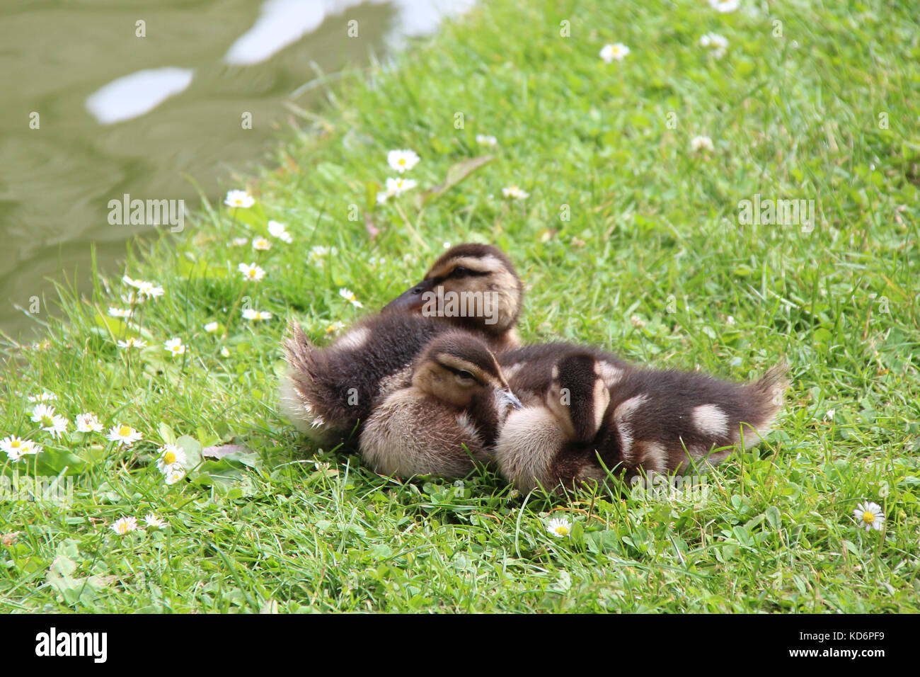 Ducks in Nantes (France Stock Photo - Alamy