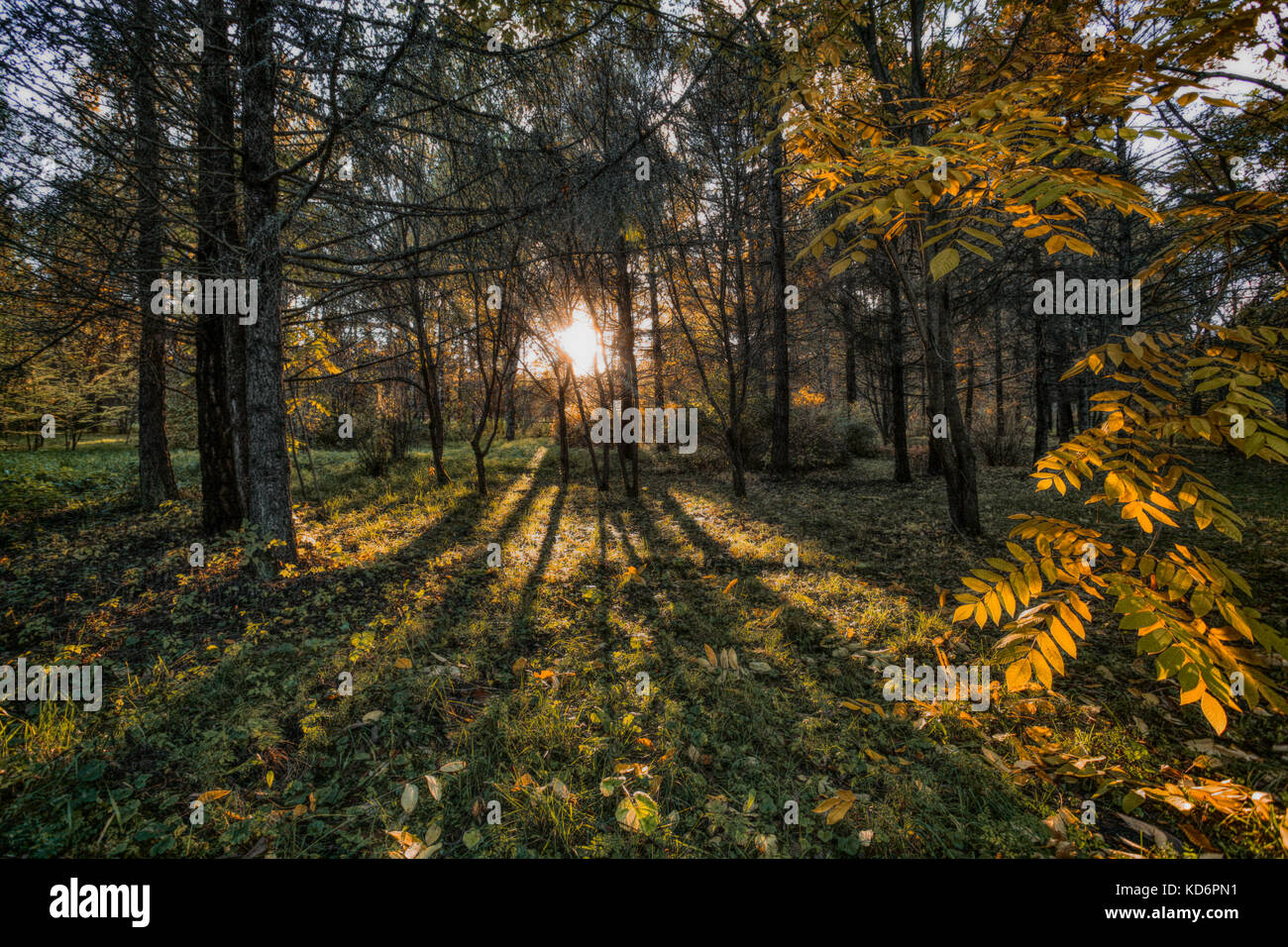 long shadows of trees Stock Photo - Alamy