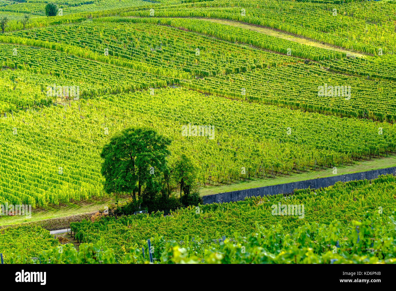 Vineyards are surrounding the historical village Stock Photo - Alamy