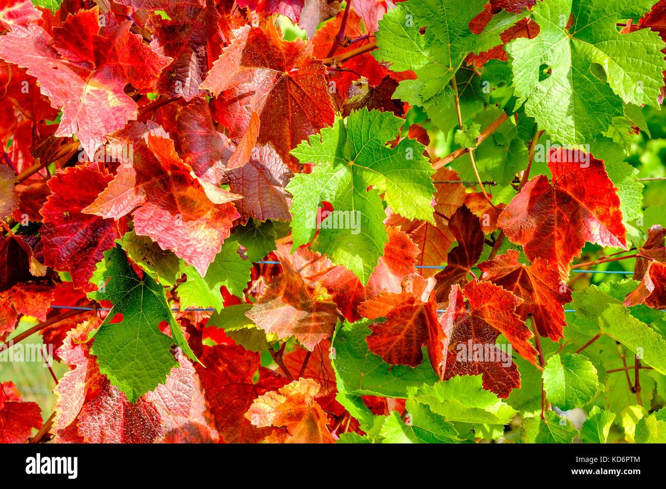 Colorful autumn vine plant leaves in the vineyards surrounding the ...