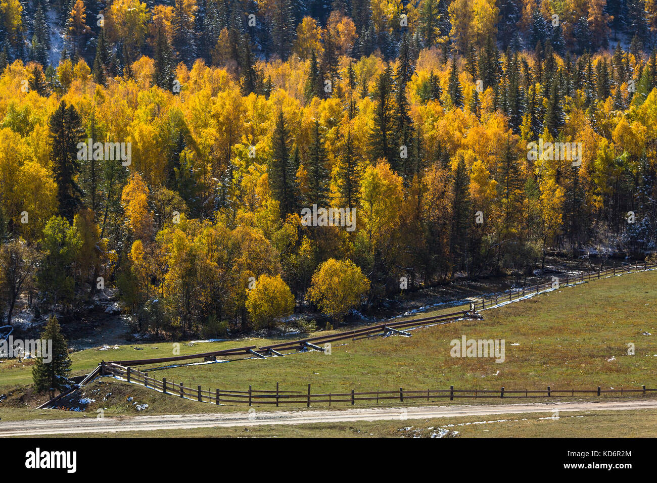 Autumn forest in the Gorny Altay, Russia Stock Photo - Alamy