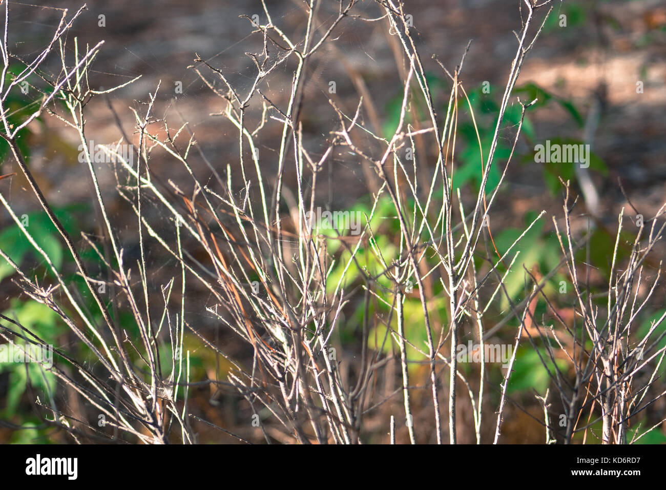 Twigs in the ground Stock Photo - Alamy