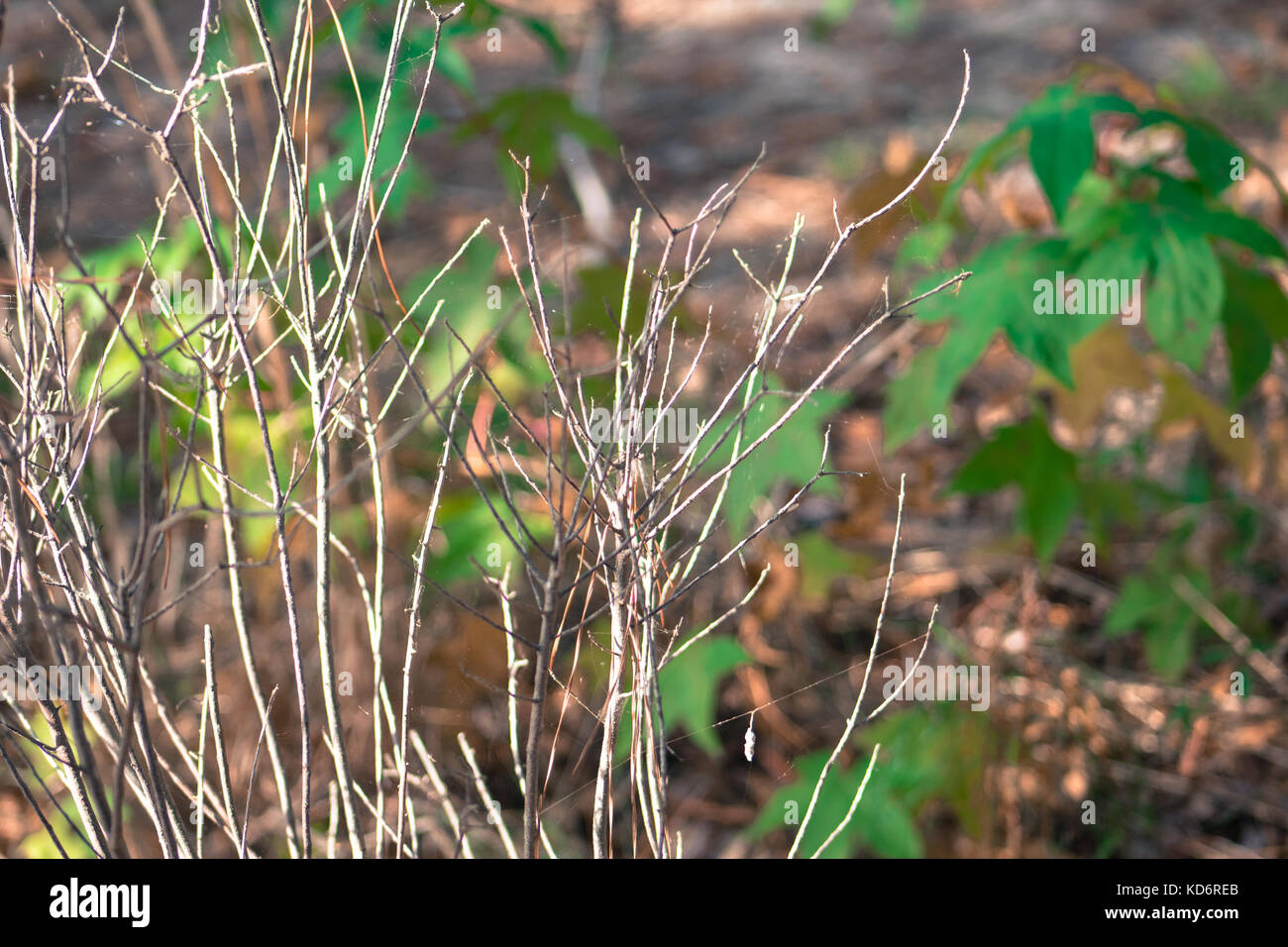 Twigs in the ground Stock Photo - Alamy