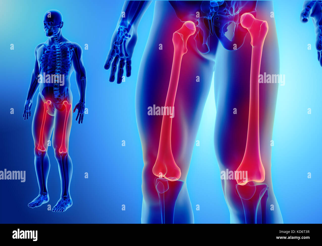 3D illustration of Femur - Part of Human Skeleton Stock Photo - Alamy