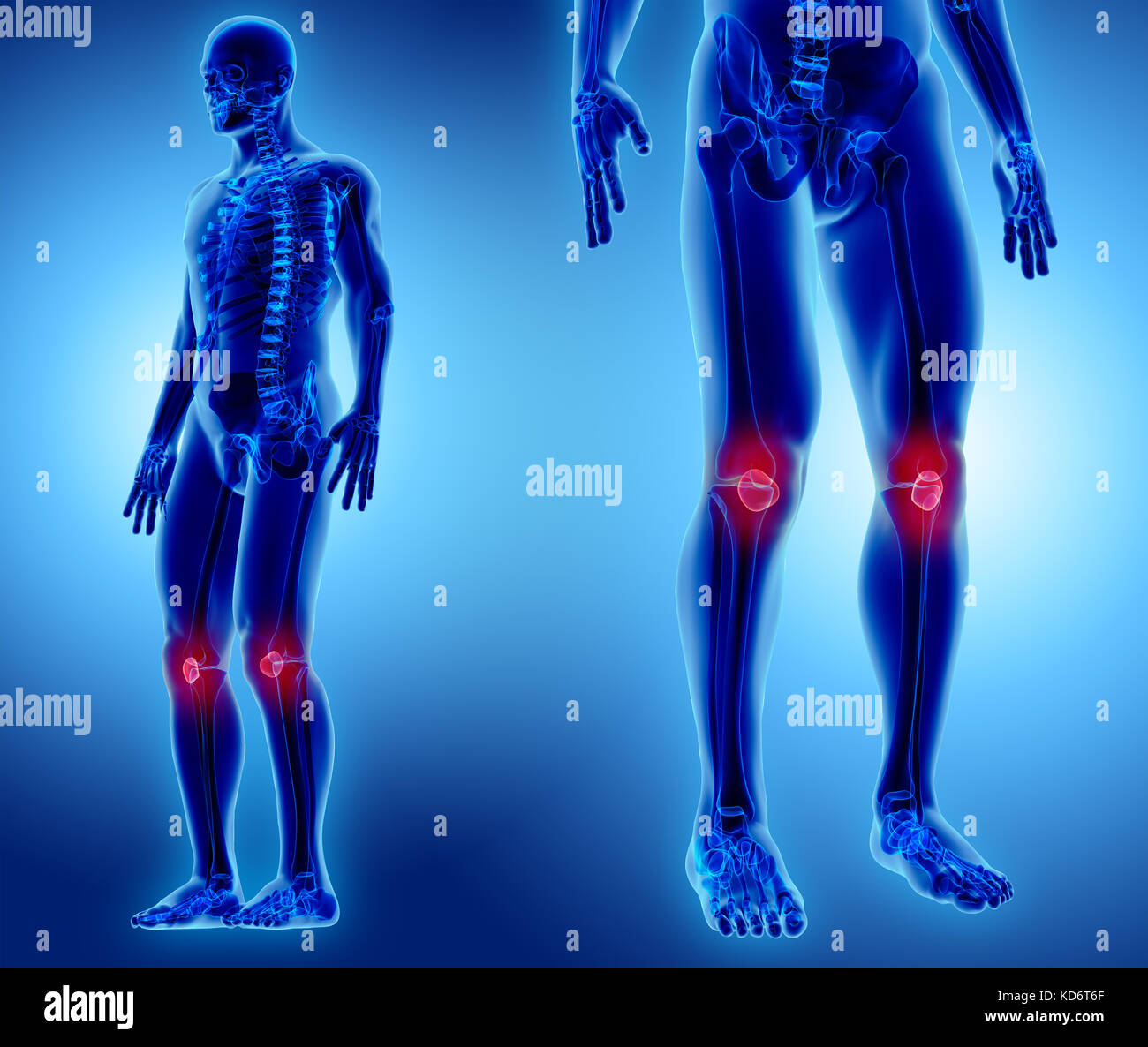 3D illustration of Patella - Part of Human Skeleton Stock Photo - Alamy
