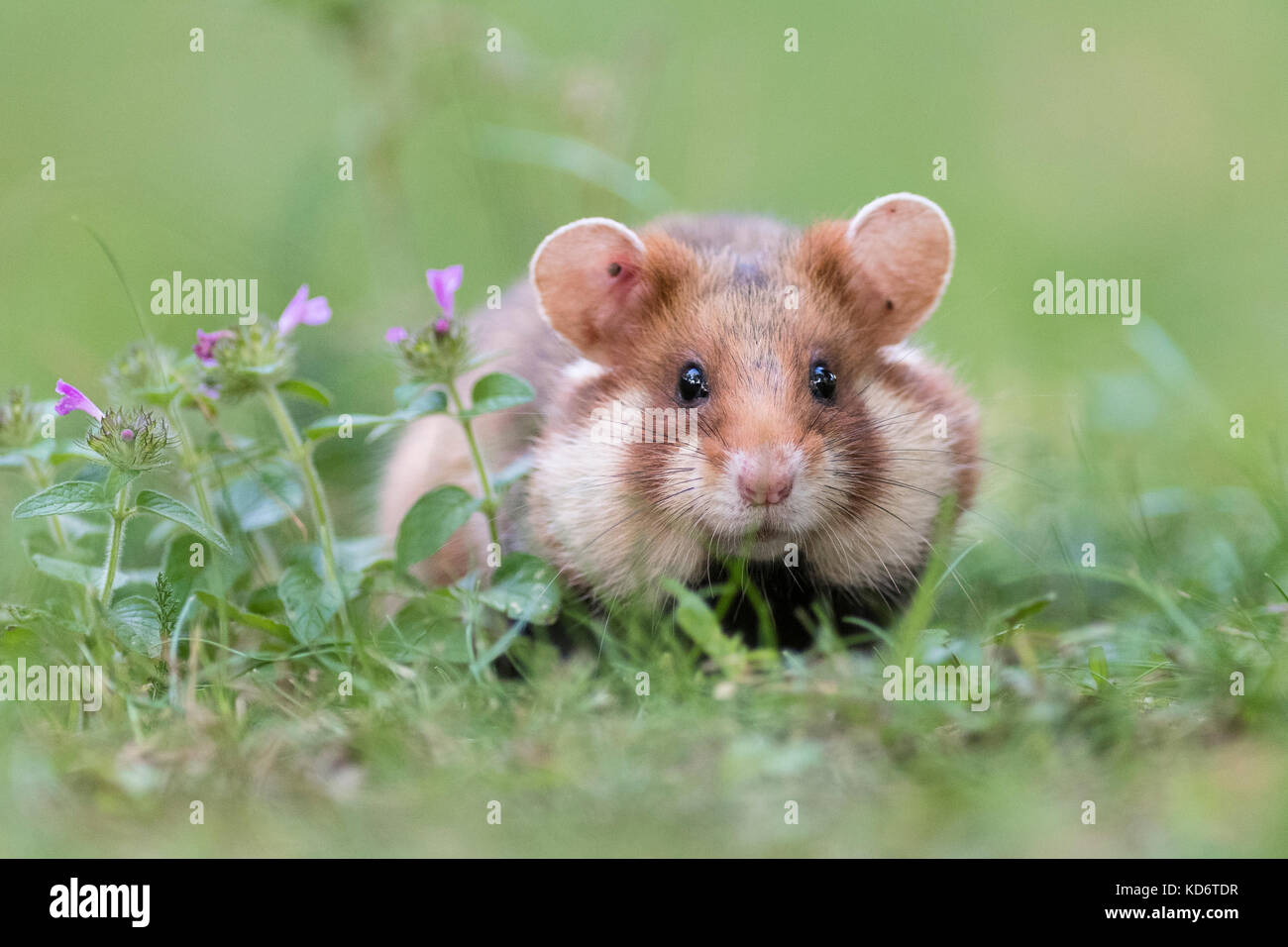 European hamster (Cricetus cricetus) in meadow, Vienna, Austria Stock ...