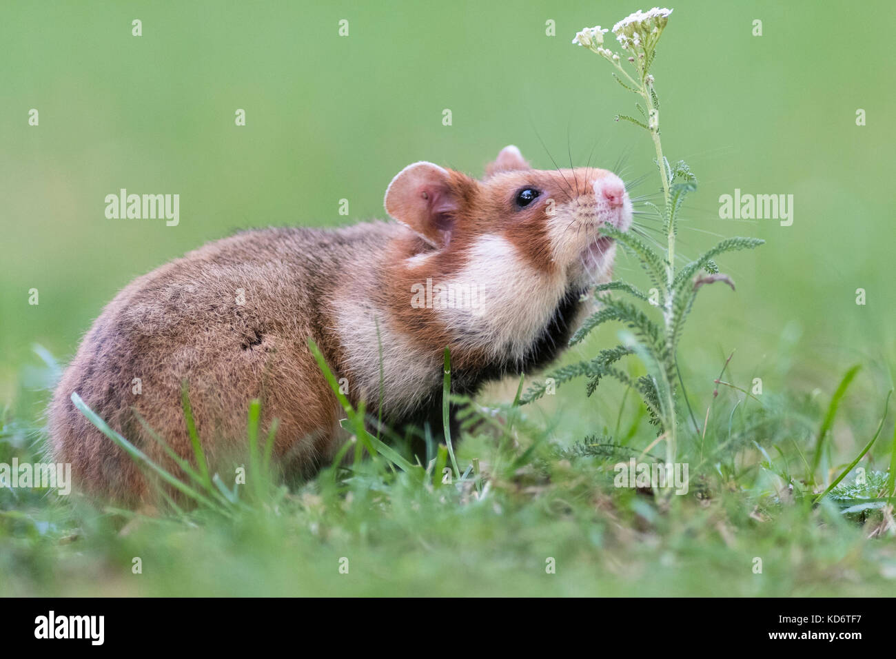 European hamster (Cricetus cricetus) in meadow, Vienna, Austria Stock ...