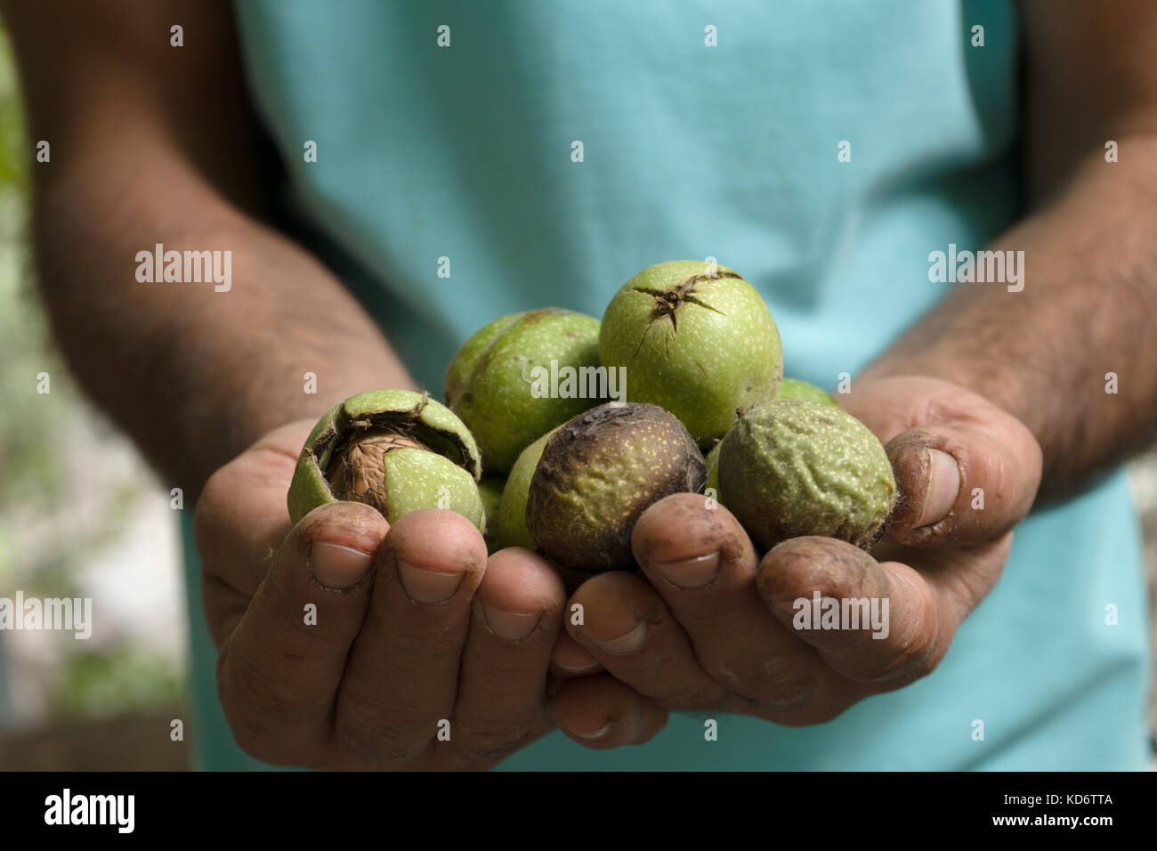 Uncleaned green walnuts in the hands of a farmer closeup horizontal ...