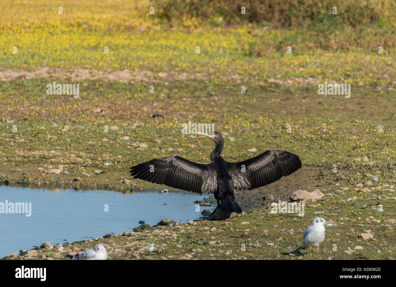 A Cormorant (Phalacrocorax carbo) in typical open winged stance Stock ...