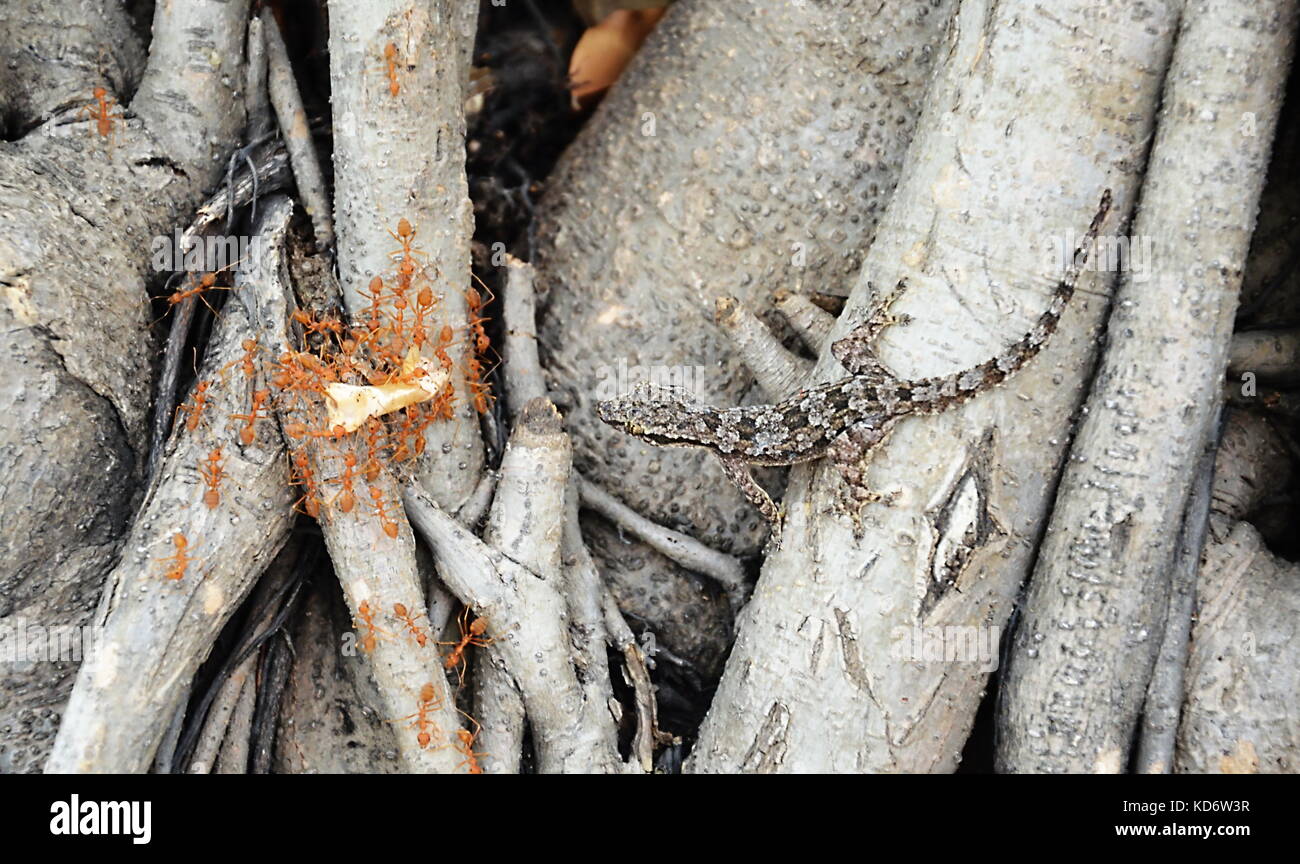 lizard attacking red ant batch while carry bone on tree Stock Photo - Alamy