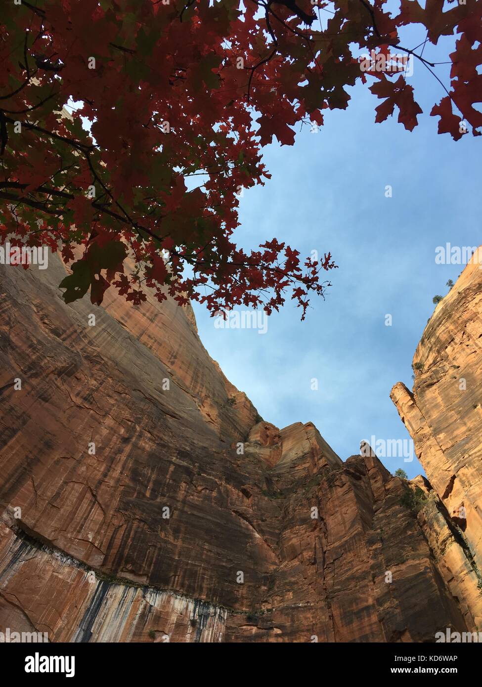 This picture was taken in late October in Zion National Park Stock ...