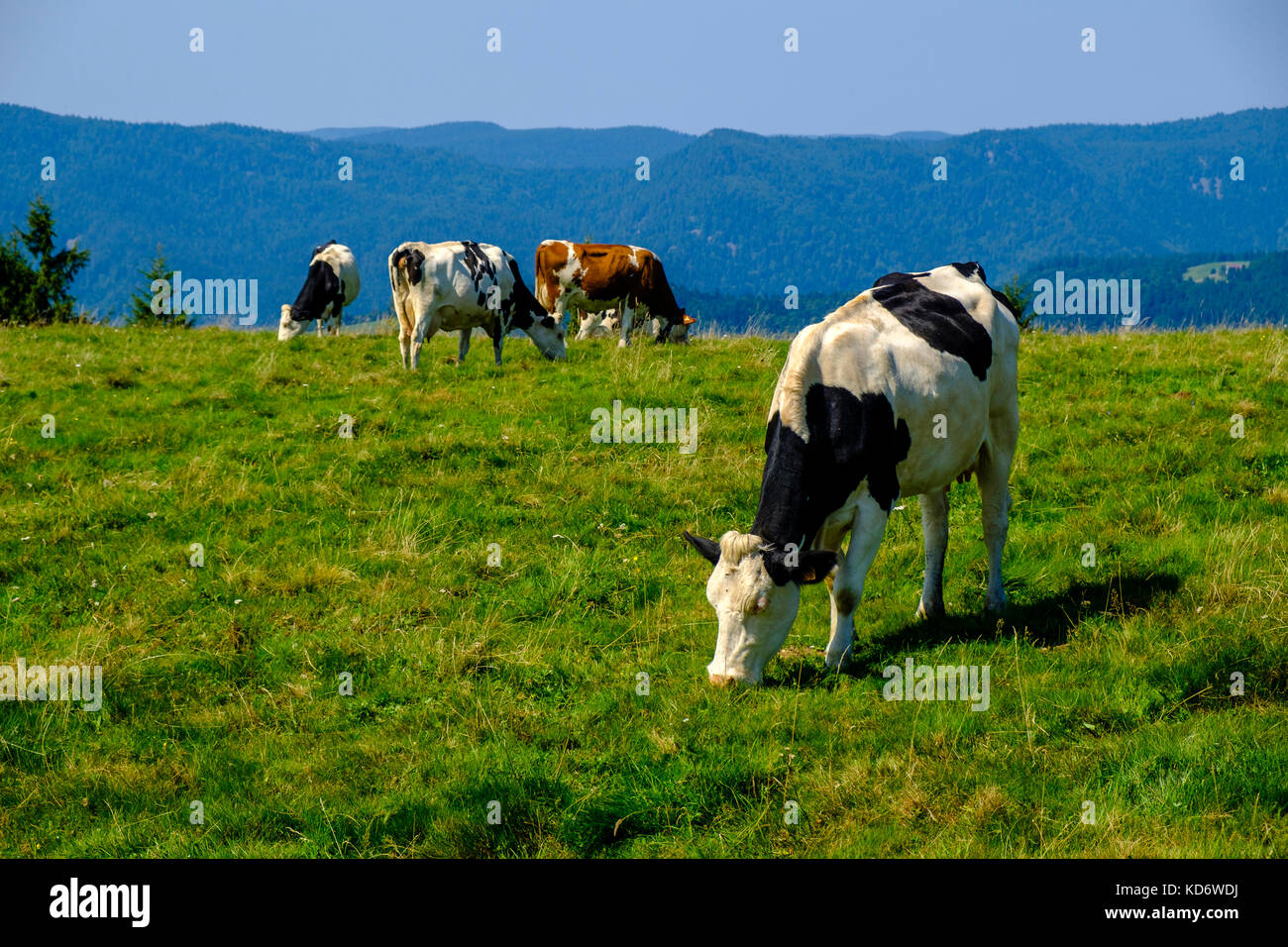 Cattle cows green pasture hills hi-res stock photography and images - Alamy