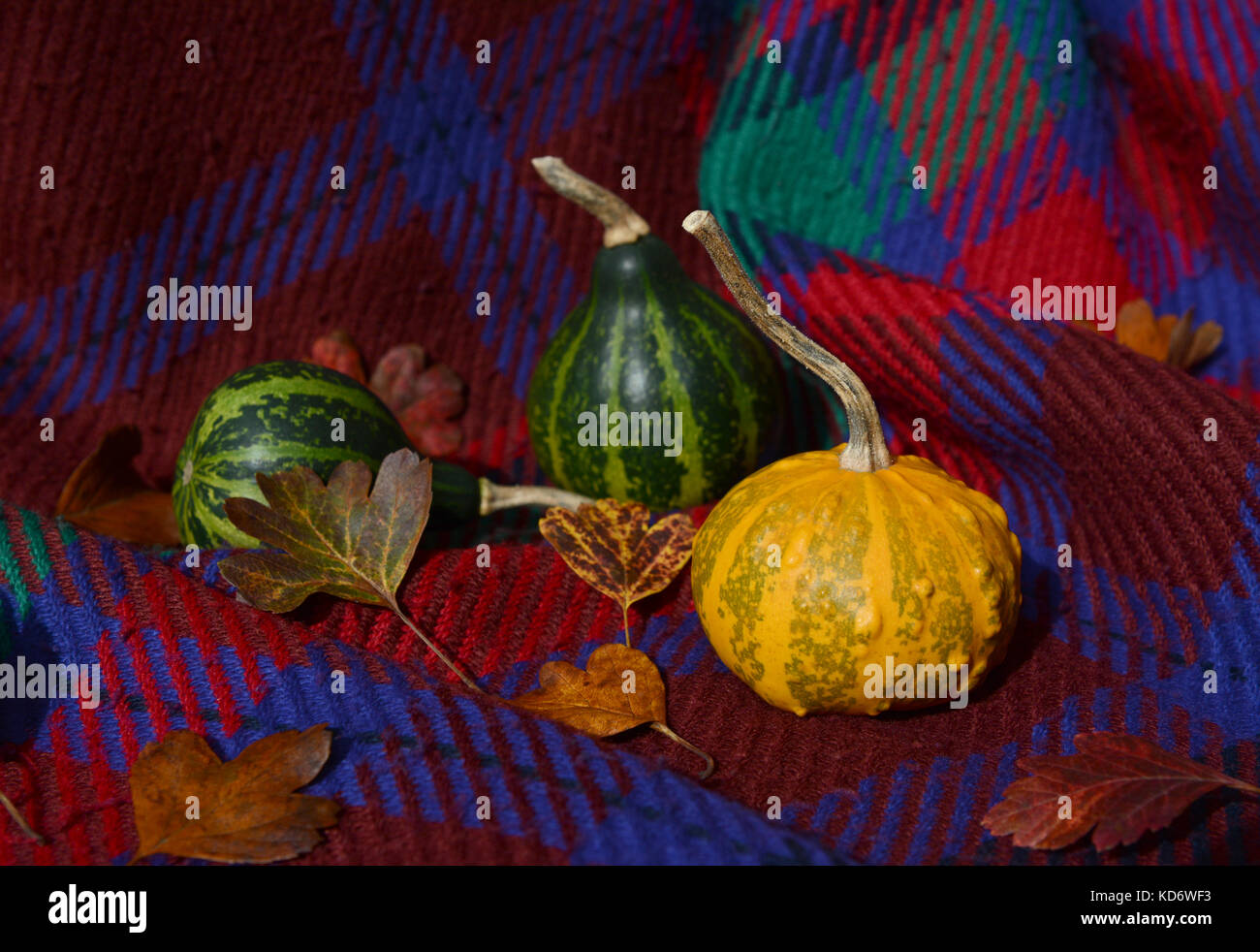 Small orange and green ornamental gourds with fall leaves on a warm red ...