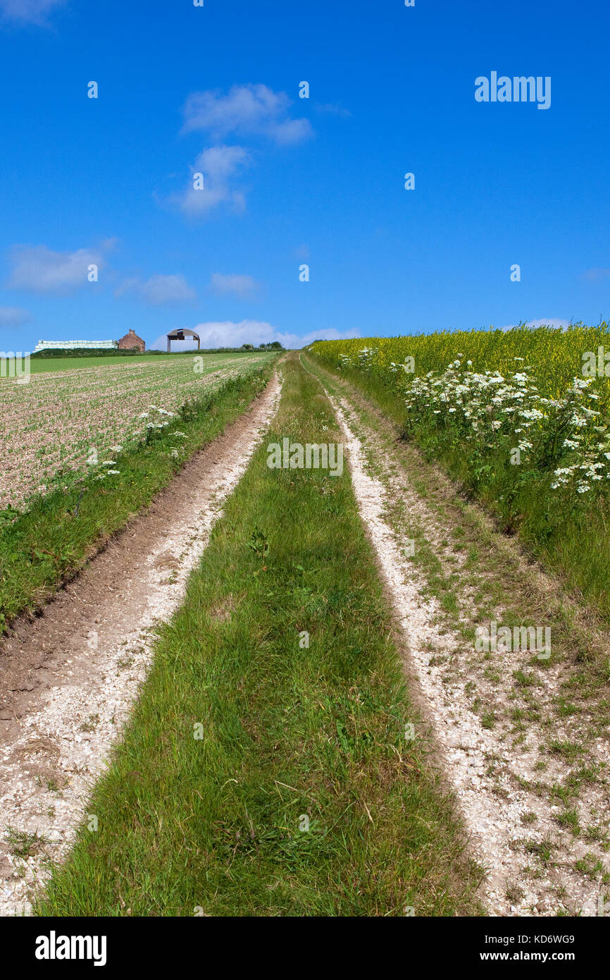 a limestone farm track going uphill towards an old farm with a pea crop ...