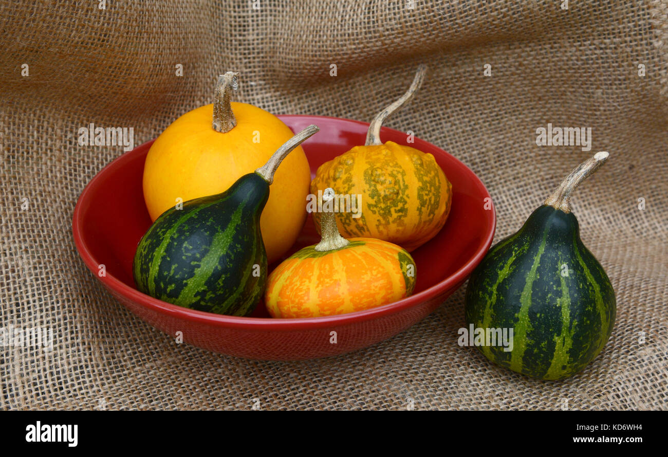 Small orange, green and yellow ornamental gourds in a red bowl on ...