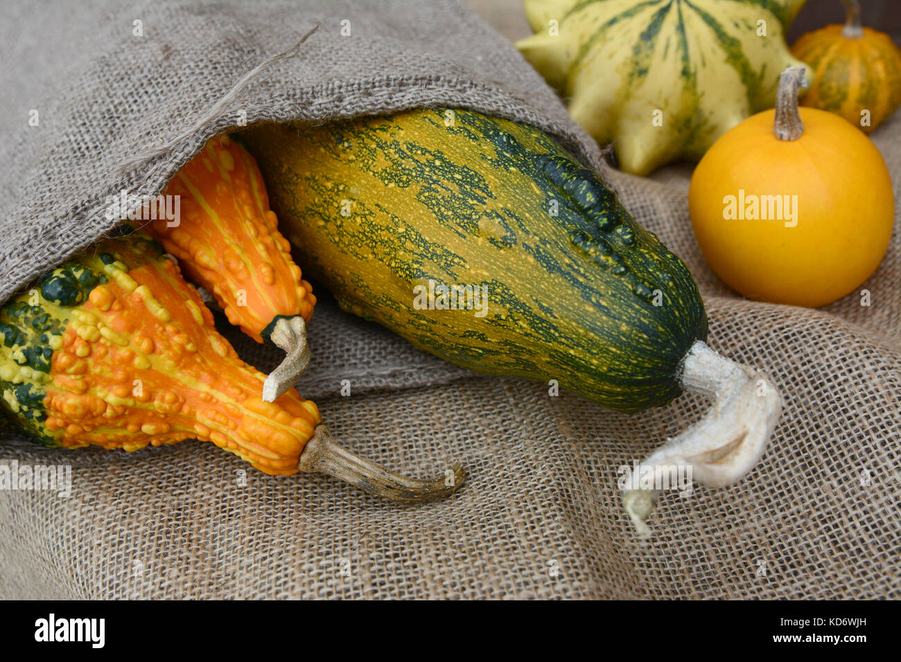 Assortment of orange and green ornamental gourds on rough hessian and ...