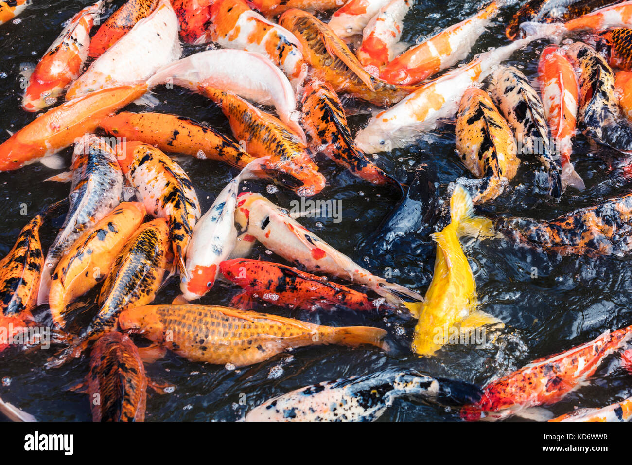 Koi fish bubble hi-res stock photography and images - Alamy