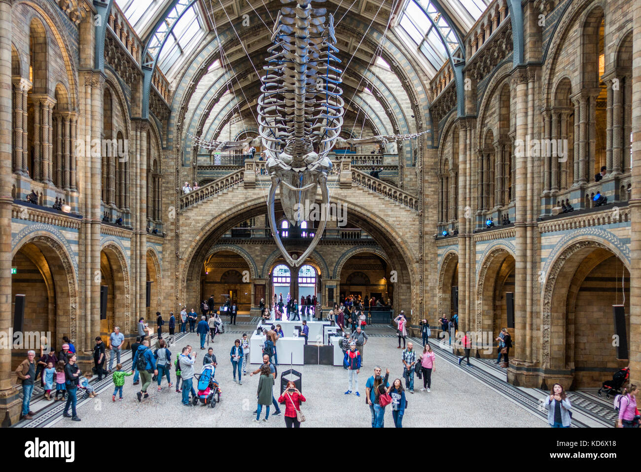 The large open interior of the Hintze Hall of the Natural History ...