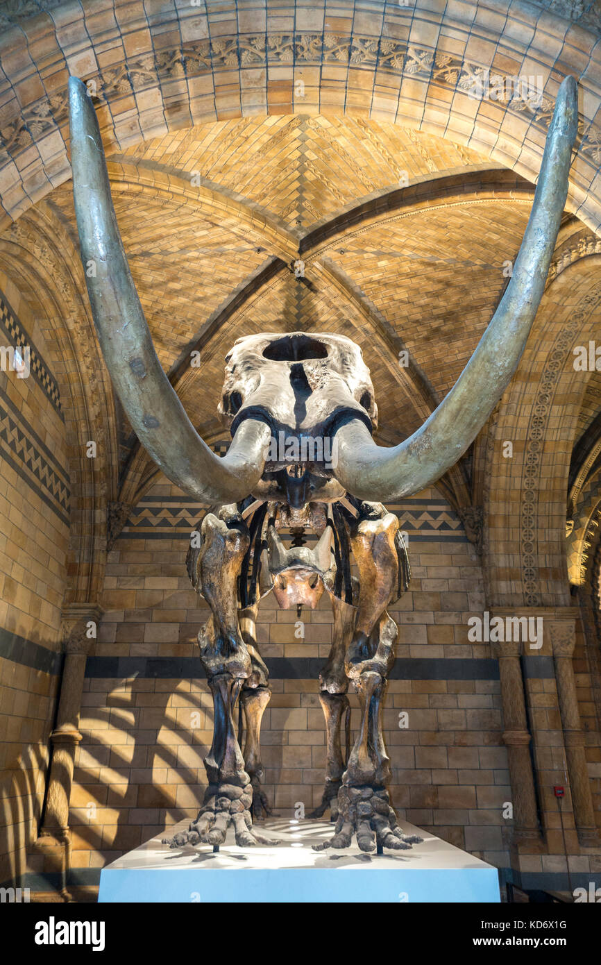Mastodon skeleton hi-res stock photography and images - Alamy