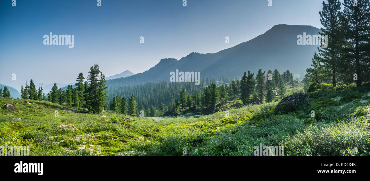 mountain range and evergreen trees, Chamar-Daban, Siberia Stock Photo ...