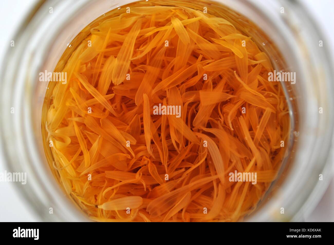 Dried marigold (Calendula officinalis) petals macerating in alcohol ...