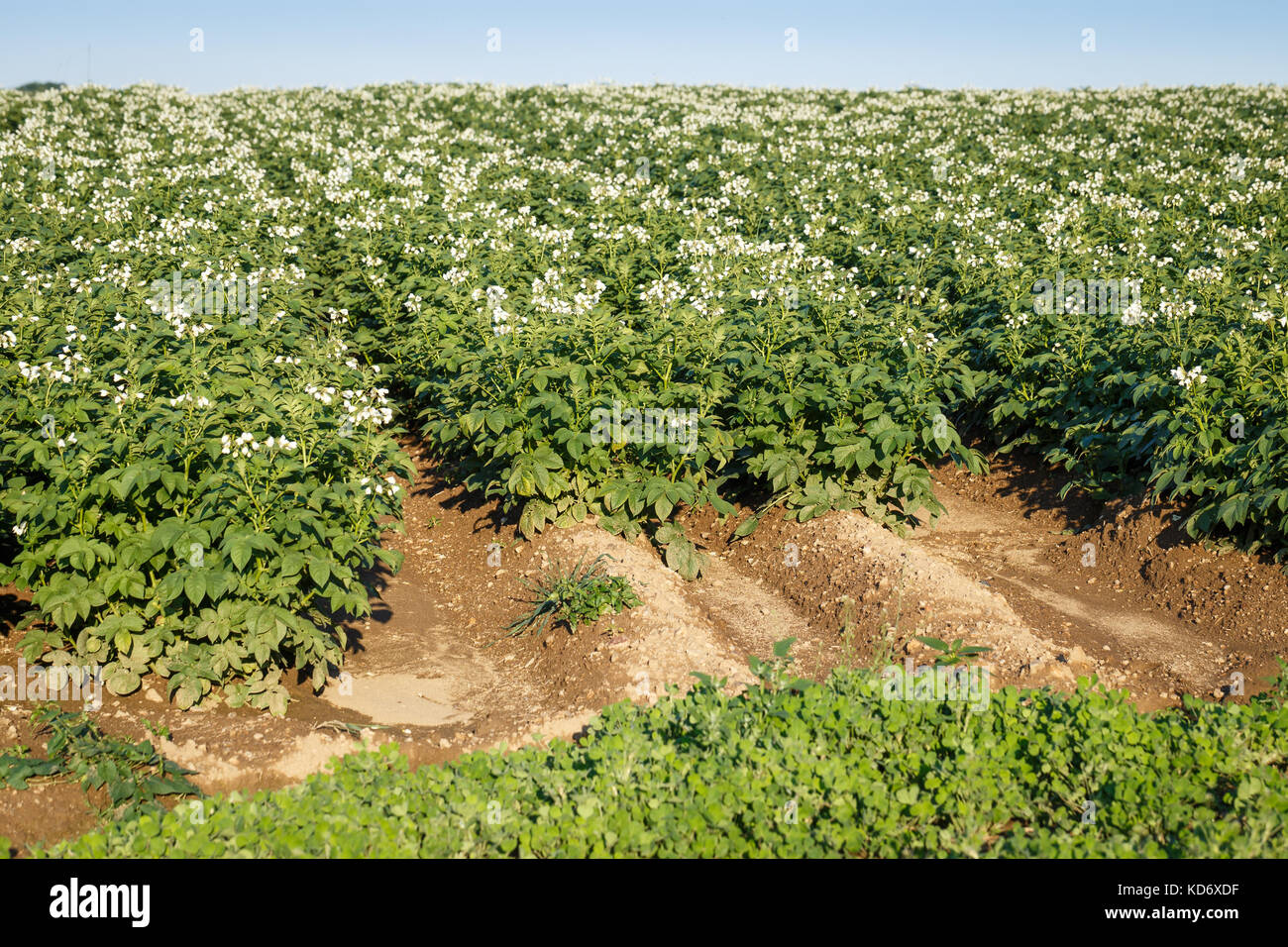 Flowering potato field. Agricultural field of potato plant Stock Photo ...