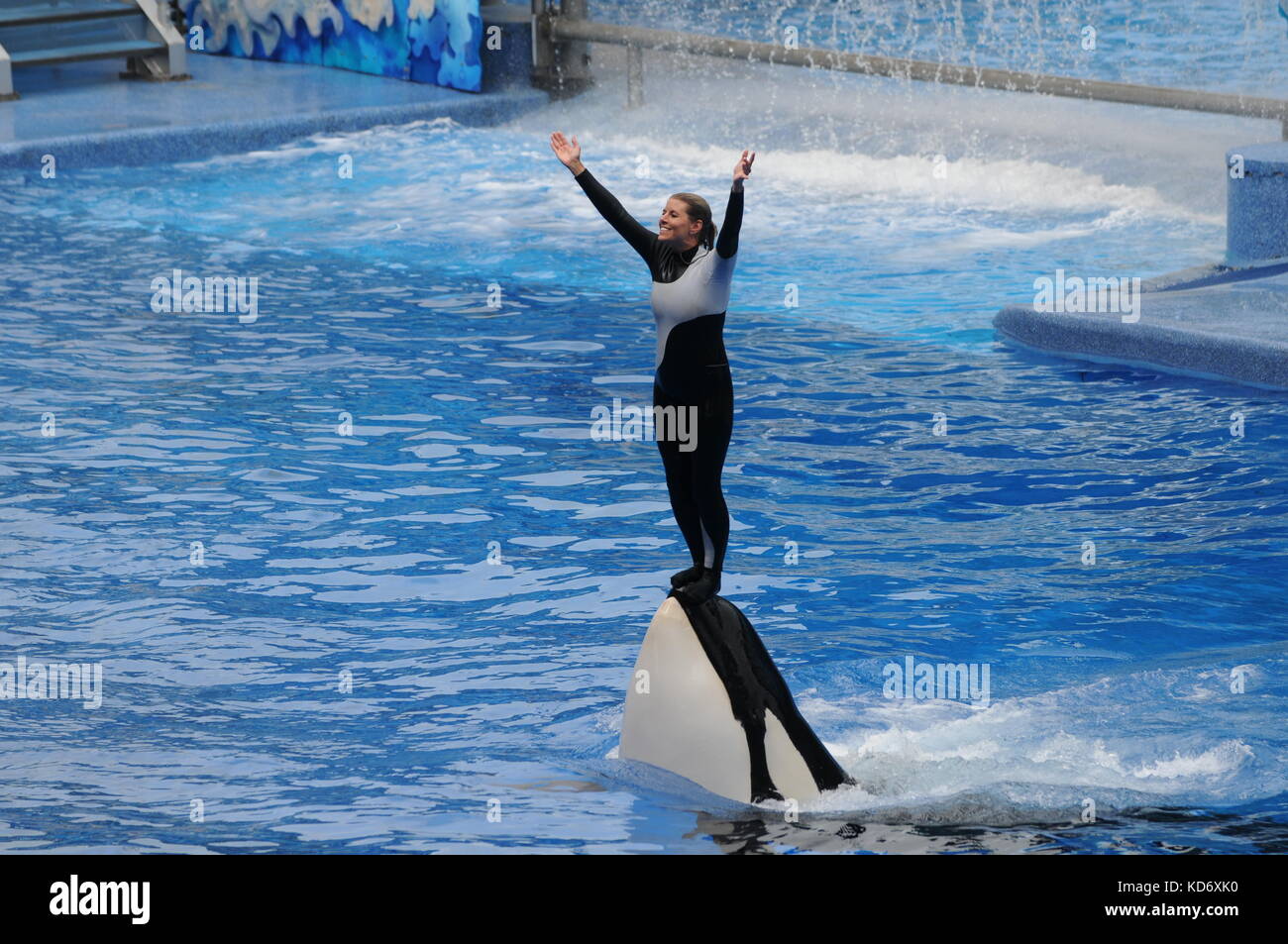 Orca and trainer - Sea World Orlando Florida Stock Photo - Alamy