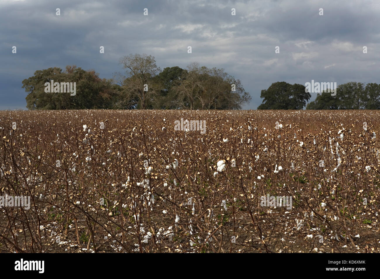 Georgia cotton plantation hi-res stock photography and images - Alamy