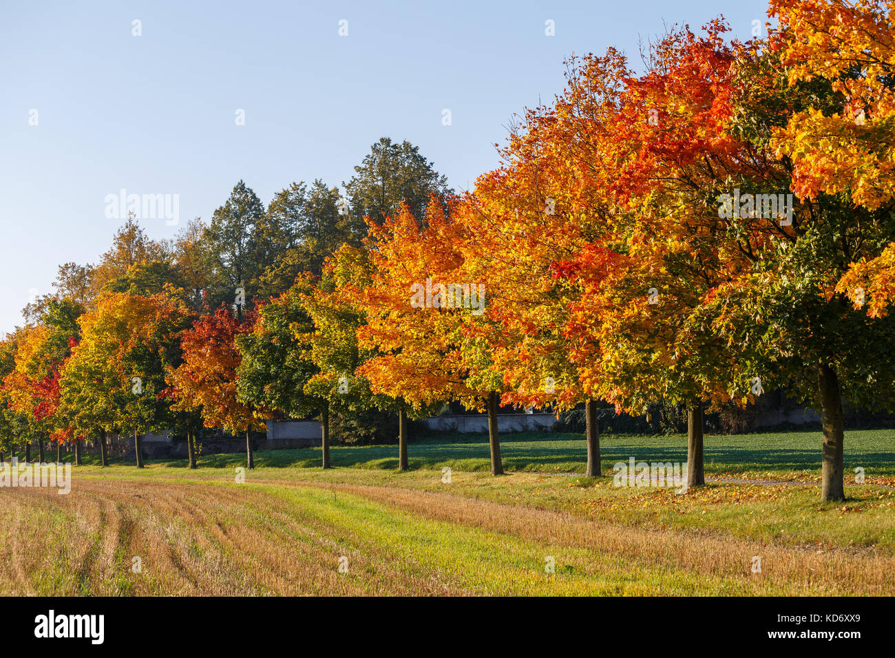 Autumn landscape with golden autumn trees and fallen leaves. Pathway ...