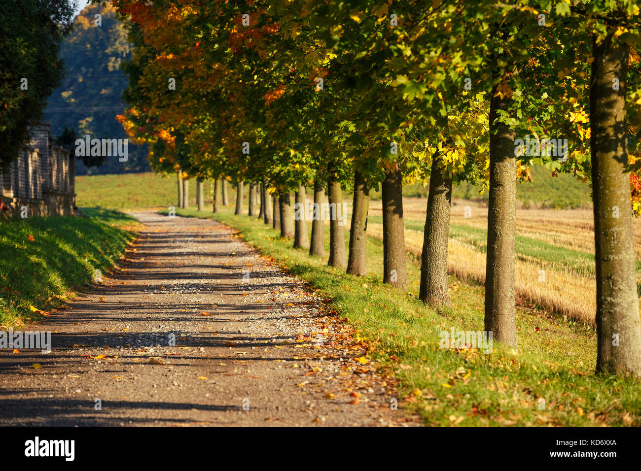 Pathway lined with autumn trees - maples Stock Photo - Alamy
