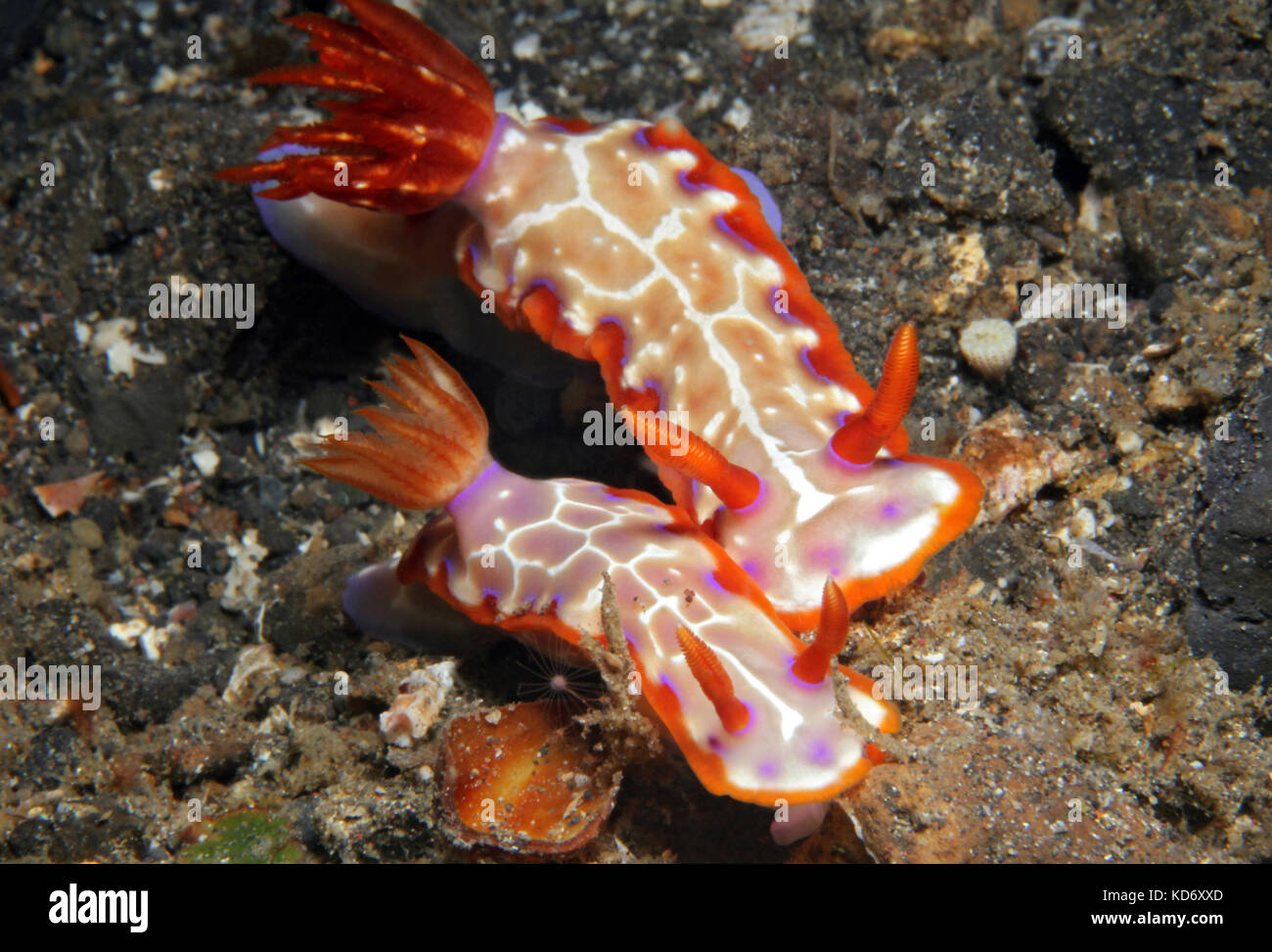 Magical hypselodoris couple hi-res stock photography and images - Alamy