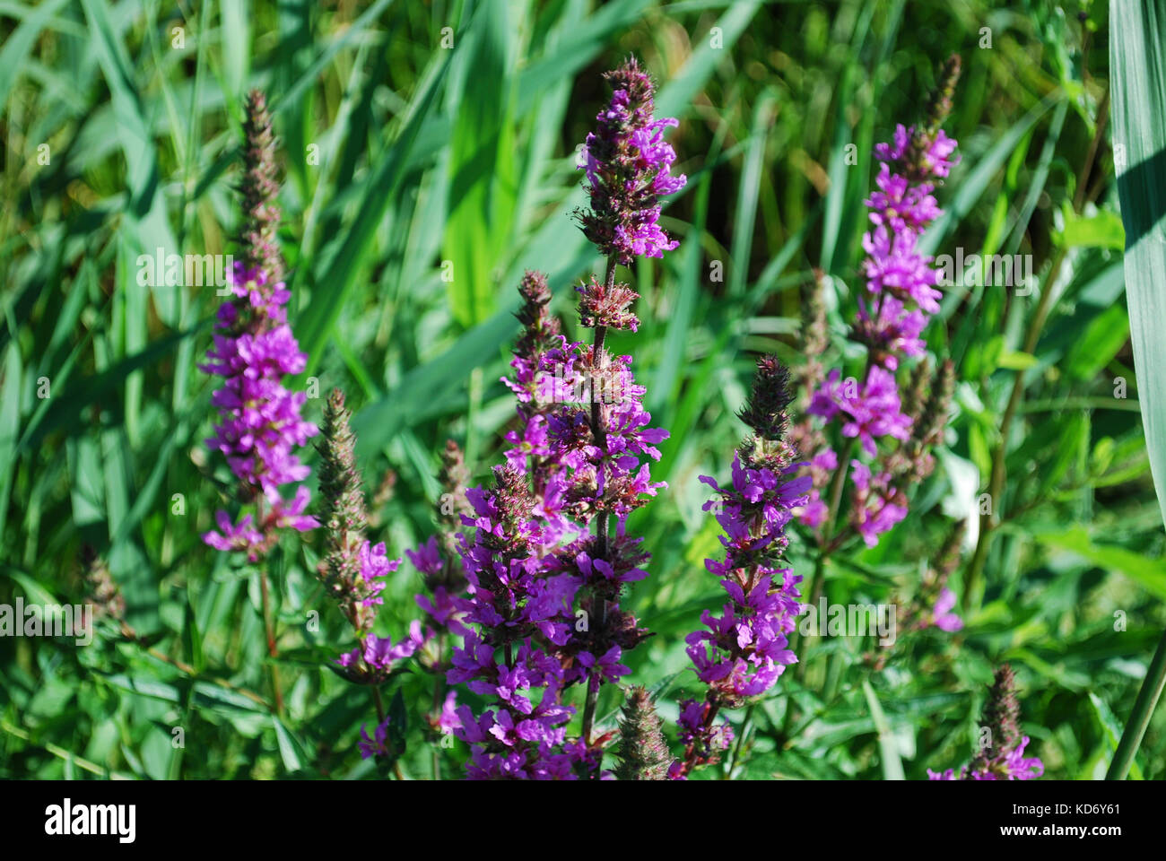 Lythrum salicaria (purple loosestrife) is a flowering plant belonging ...