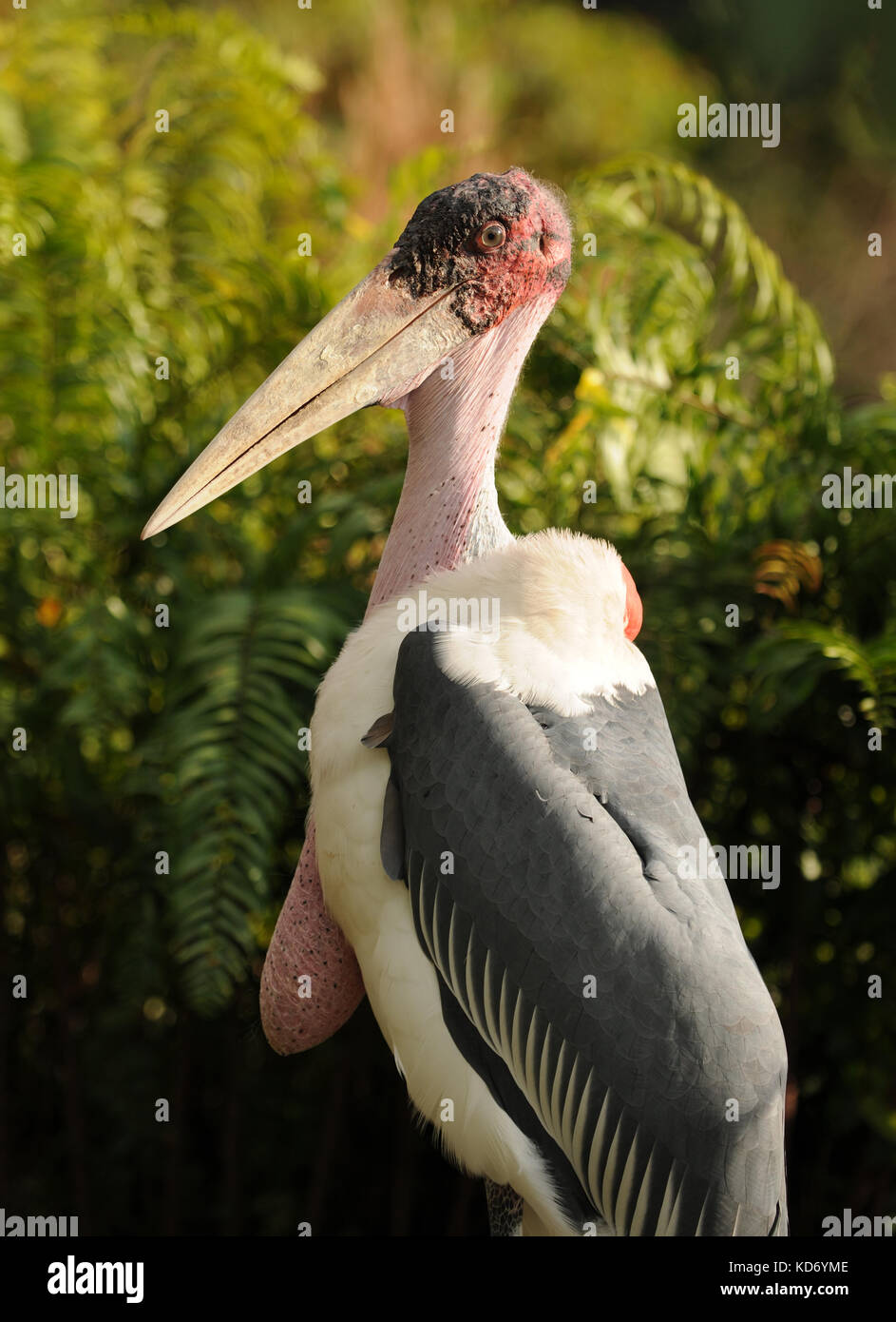 Exotic African marabou stork in its natural environment Stock Photo - Alamy