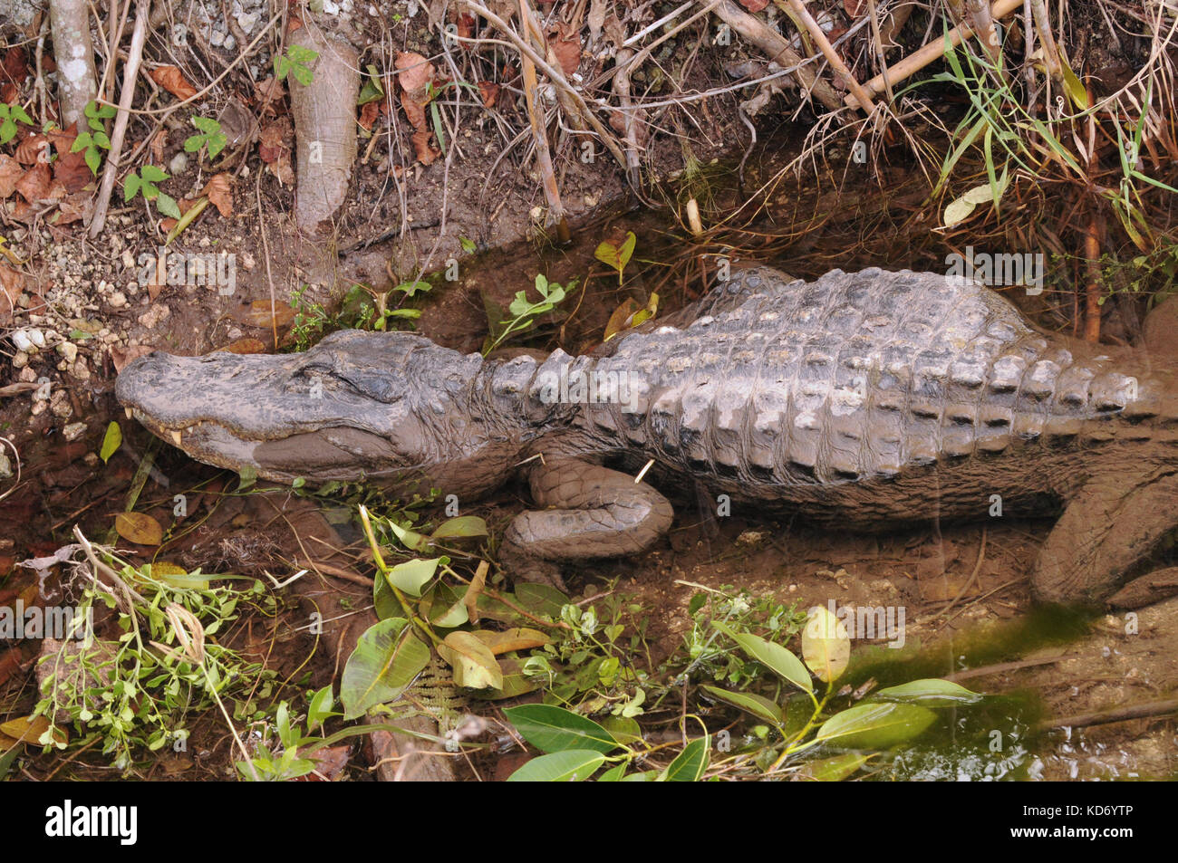 Alligator In Mud Stock Photos & Alligator In Mud Stock Images - Alamy