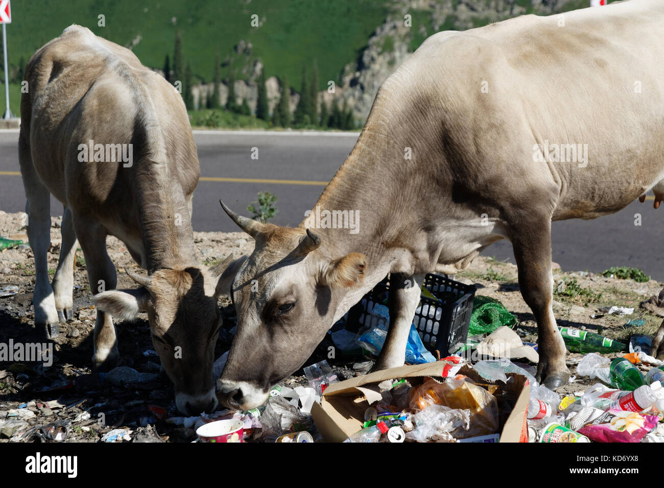 Cows eat trash, near Kuytun, Xinjiang China Stock Photo - Alamy