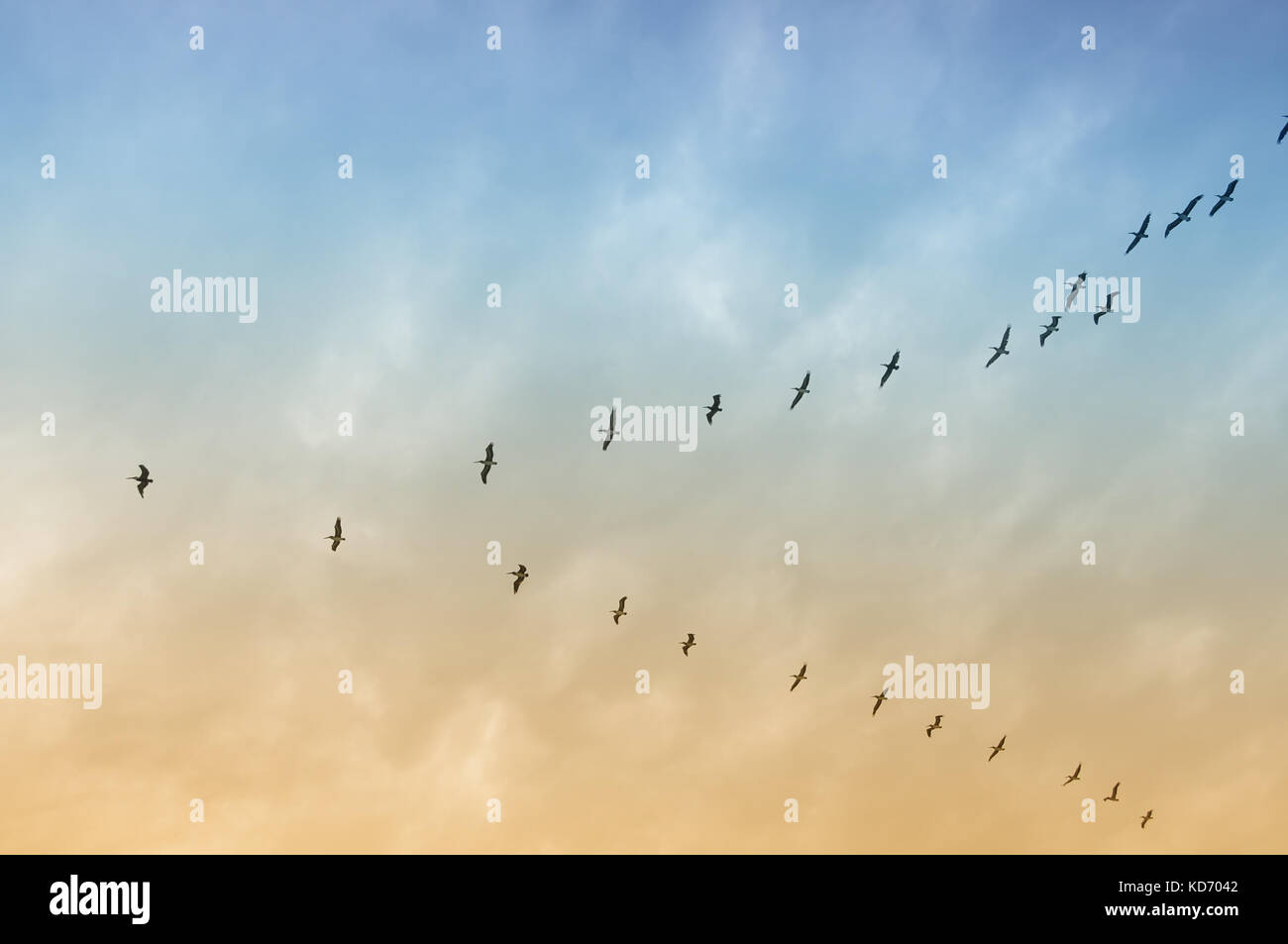 Large group of brown pelicans flying in formation Stock Photo - Alamy