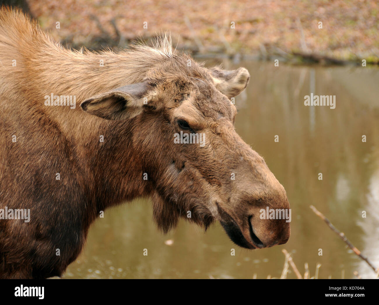 Minnesota moose in its natural environment Stock Photo - Alamy