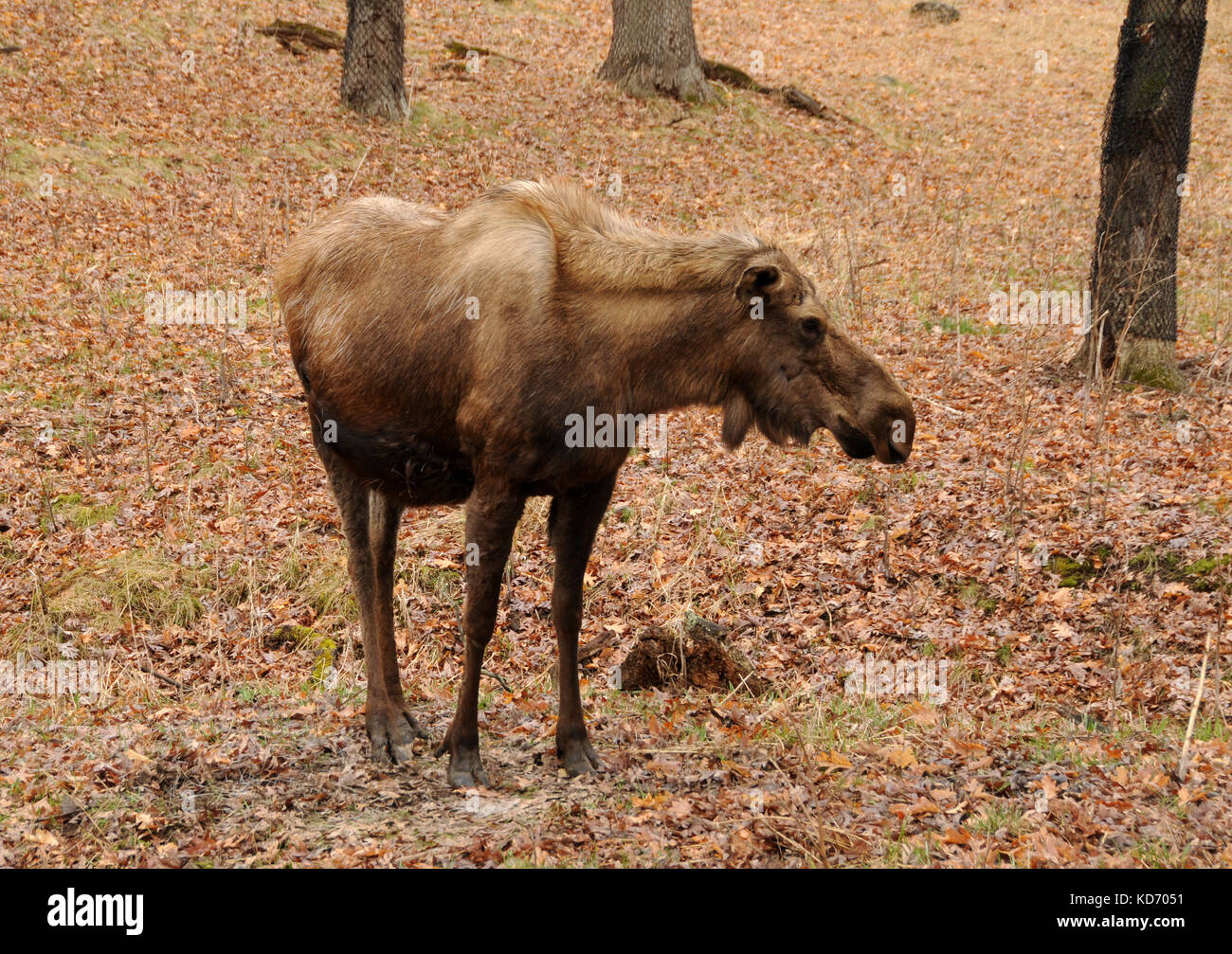 Minnesota moose hi-res stock photography and images - Alamy