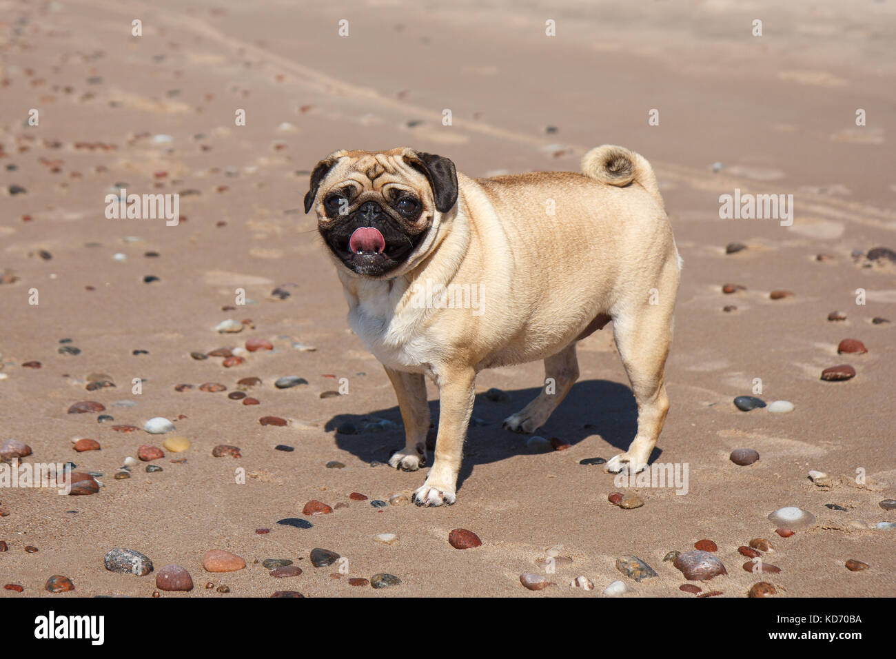 pug dog standing on the beach Stock Photo - Alamy