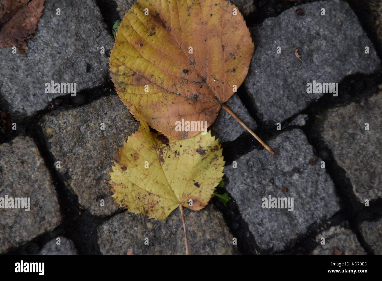 grey cobble with two dry leave in autumn Stock Photo - Alamy